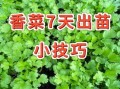 香菜种植几天能出苗_香菜出苗慢怎么办
