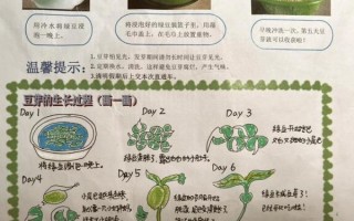 绿豆芽观察日记七天怎么写_绿豆芽七天变化记录表