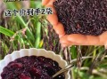 血糯米的功效与作用_血糯米怎么做好吃