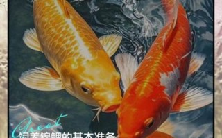 锦鲤怎么养_锦鲤寿命一般多少年
