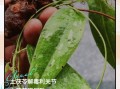 长期服用土茯苓对身体有害吗_土茯苓副作用