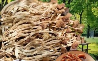 茶树菇图片大全_茶树菇怎么挑选