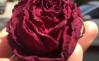 玫瑰八宝茶的功效与作用_玫瑰八宝茶适合什么人喝