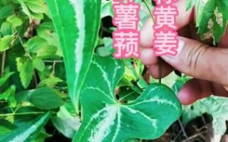 野生黄姜叶子长什么样_如何辨认野生黄姜