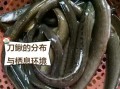 刀鳅鱼养殖技术_刀鳅鱼养殖赚钱吗