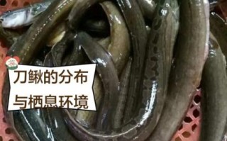 刀鳅鱼养殖技术_刀鳅鱼养殖赚钱吗