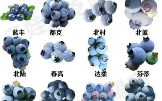 蓝莓有几种品种图片_蓝莓品种大全及名称