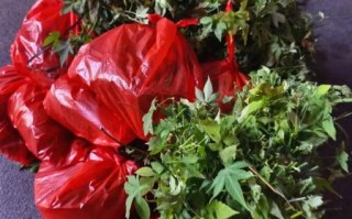 覆盆子树苗怎么选_覆盆子树苗图片怎么看