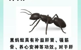 黑蚂蚁的功效与作用_黑蚂蚁怎么吃效果最好