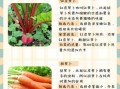 红皮萝卜怎么做好吃_家常红皮萝卜做法大全