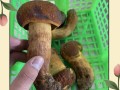 美味牛肝菌怎么挑选_美味牛肝菌多少钱一斤