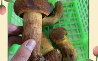 美味牛肝菌怎么挑选_美味牛肝菌多少钱一斤