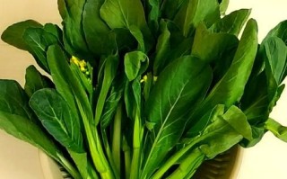 广东菜心是什么菜_广东菜心俗称叫什么