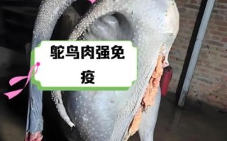 鸵鸟肉能吃吗_鸵鸟肉为什么不能吃