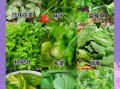 青菜有哪些品种_常见青菜种类大全