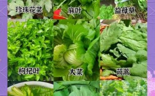 青菜有哪些品种_常见青菜种类大全