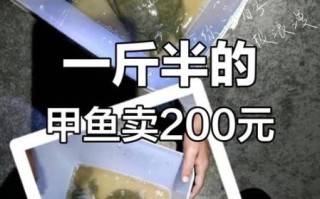 甲鱼批发多少钱一斤_甲鱼批发价格行情