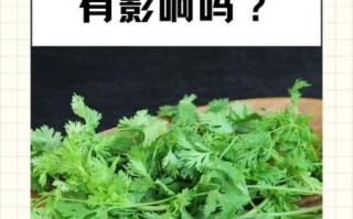 男人为什么不能吃香菜_香菜对男性健康的影响