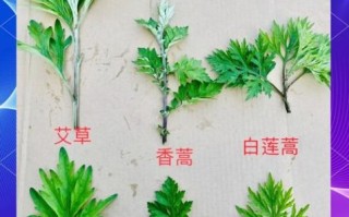 艾草长什么样子_如何辨别真艾草
