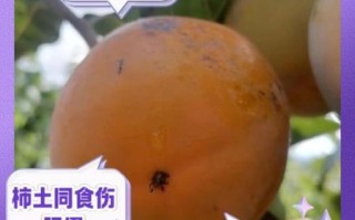 甜柿子的功效与作用禁忌_哪些人不能吃
