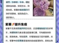 紫红薯的功效与作用_紫红薯能减肥吗