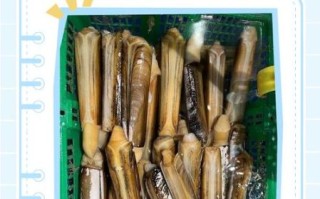 蛏子怎么清洗_蛏子清洗方法