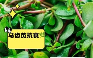 女人吃马齿苋的好处_马齿苋对女性的功效