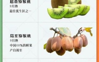 经常吃猕猴桃有什么好处_猕猴桃的营养价值与功效