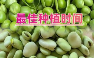 蚕豆种子怎么种_蚕豆种子几月播种最好