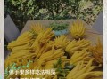 佛手柑怎么吃最好_佛手柑的食用方法