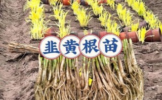 韭黄怎么种_韭黄种植技巧