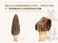 羊肚菌一次放几个_5人份用量
