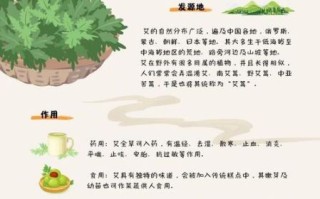艾草的功效与作用_艾草怎么用效果最好
