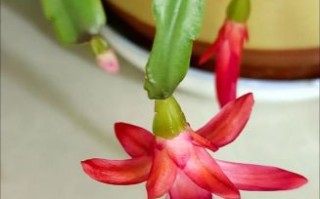 毛蟹爪兰什么时候开花_花期持续多久