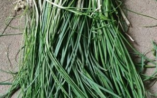 胡葱图片_胡葱和香葱区别