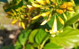 断肠草全株长什么样_断肠草图片与识别要点