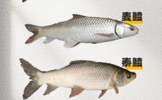 淡水鱼图片大全_如何辨别常见品种