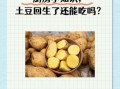 豆薯怎么保存_豆薯可以生吃吗