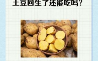 豆薯怎么保存_豆薯可以生吃吗 豆薯怎么保存_豆薯可以生吃吗