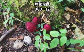 农村最贵的药材800一斤_为什么这么值钱