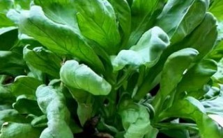 大叶茼蒿什么人不能吃_孕妇能吃吗