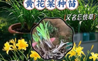 黄花菜种植每亩利润有多少_如何提高收益
