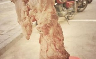 猪胰子图片_猪胰子长什么样