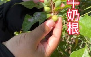 牛奶树根图片长什么样_牛奶树根有什么功效