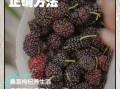桑葚泡酒壮阳配方有哪些_桑葚与什么泡酒最补肾