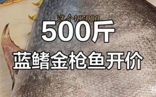 金枪鱼为什么那么贵_金枪鱼价格高的原因
