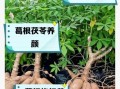 葛根泡水喝的功效与作用_葛根怎么泡水喝最好