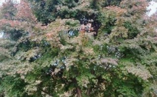 鸡爪槭12公分价格_12公分鸡爪槭多少钱一棵