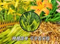 金针菜又叫什么名字_金针菜与黄花菜区别