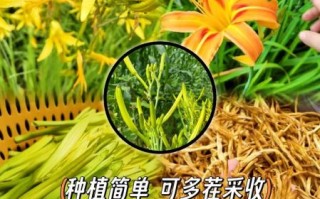 金针菜又叫什么名字_金针菜与黄花菜区别